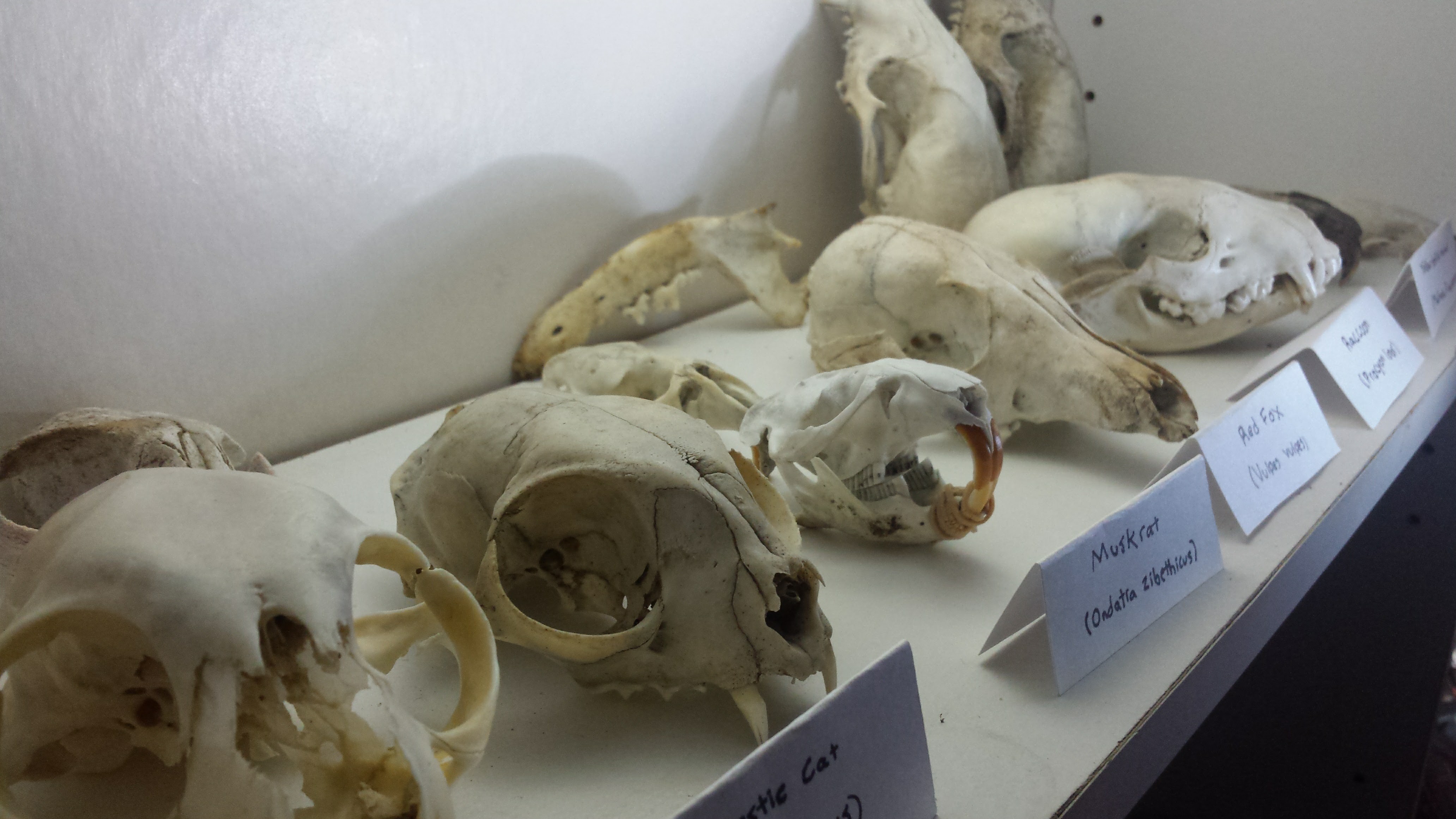 Secrets of Skulls: Adults/Children 8+ | South Fork Natural History ...
