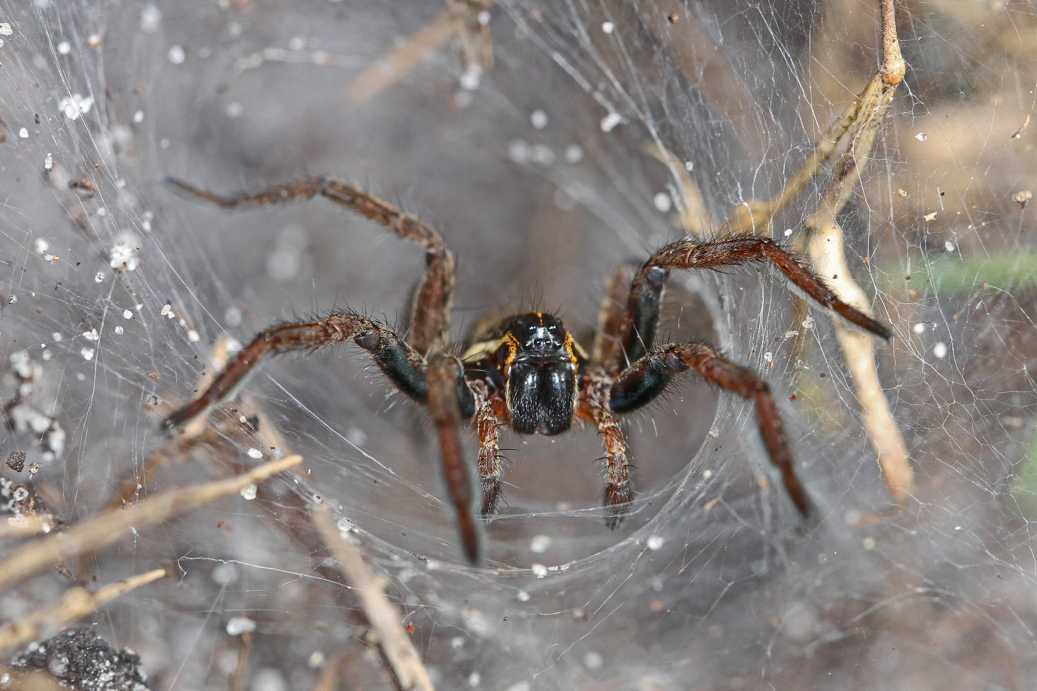 Sleepy Spiders—Nature Exploration with Miles | South Fork Natural ...