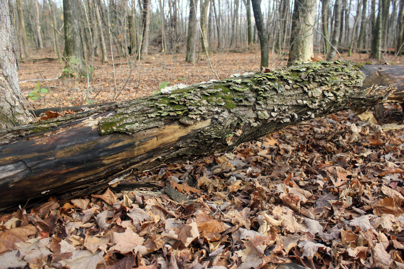 A Fallen Log—with Melanie | South Fork Natural History Museum & Nature ...