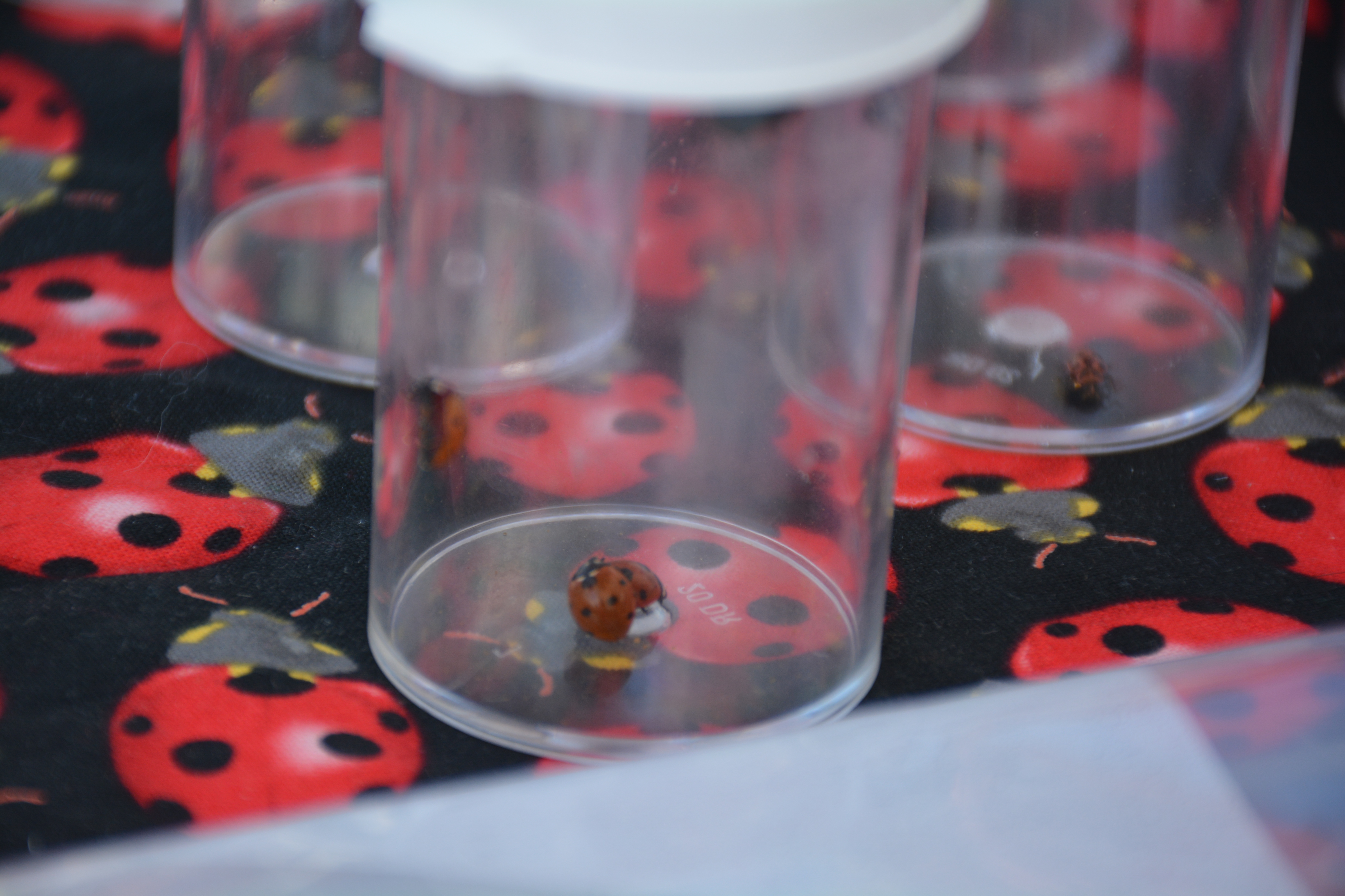 Lost Ladybug Search Continues at Quail Hill Farm, Amagansett: All Ages ...