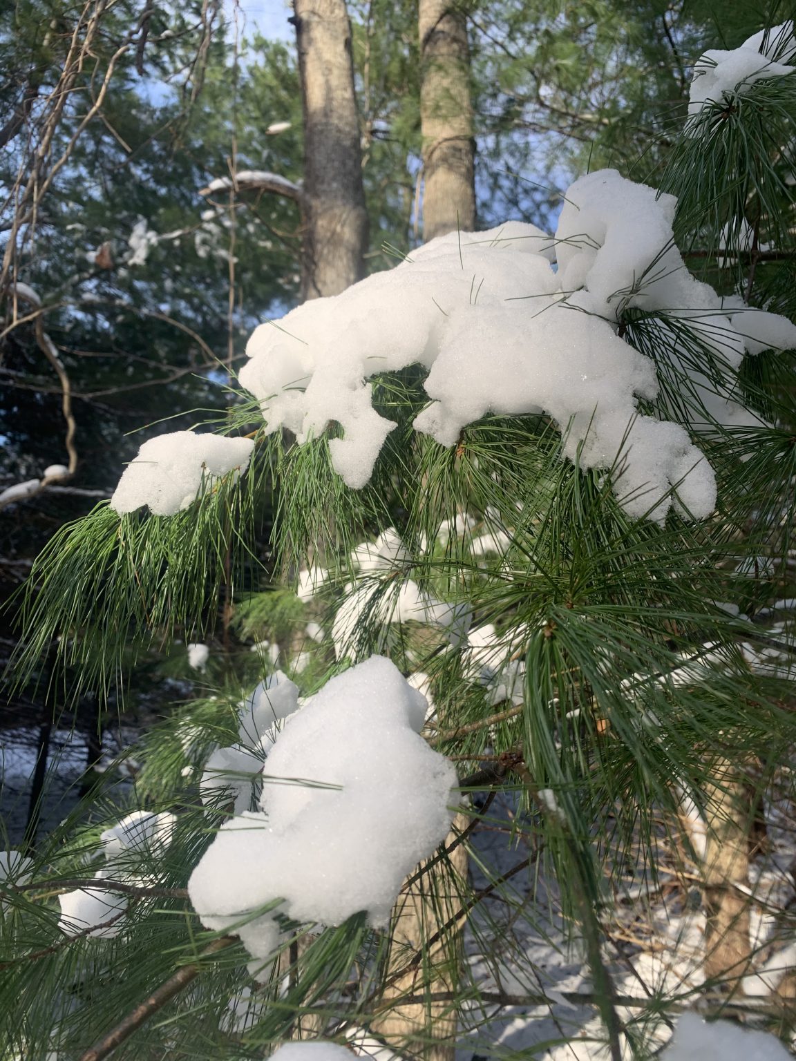 Evergreens in Winter with Melanie | South Fork Natural History Museum ...