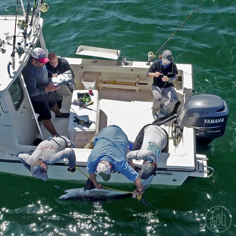 Highlights from the 2019 Shark Field Season and Q&A: Adults/Children 8 ...