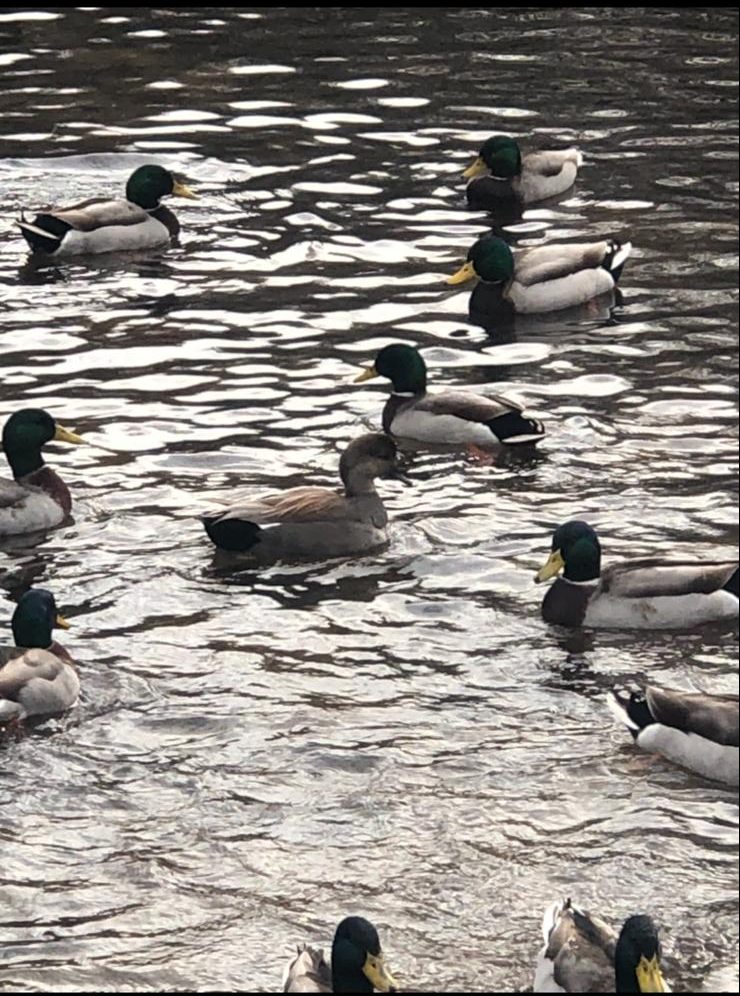 Virtual Tour of the East Hampton Nature Trail at Duck Pond! | South ...